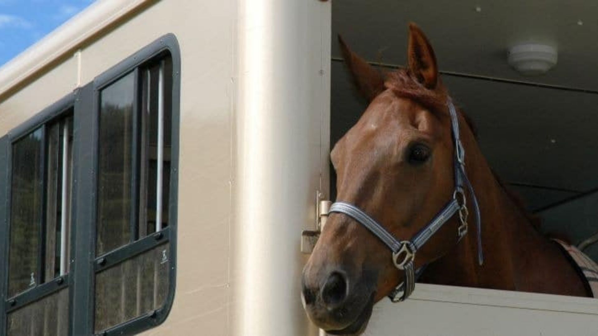 Transporting Your Horse Safely - Train to Progress